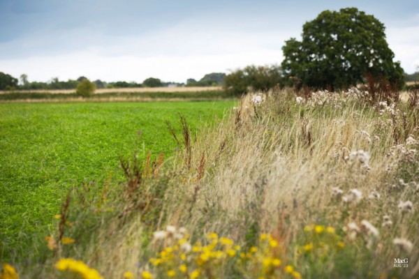 Conservation | Rosemead Angus
